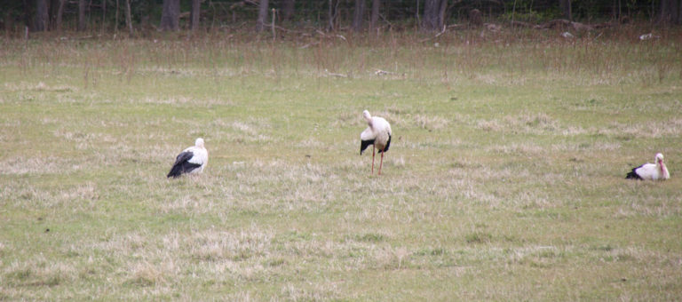 Se de flotte billeder: Storken(e) er kommet til Danmark | ONP.dk