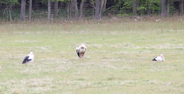 Se de flotte billeder: Storken(e) er kommet til Danmark | ONP.dk